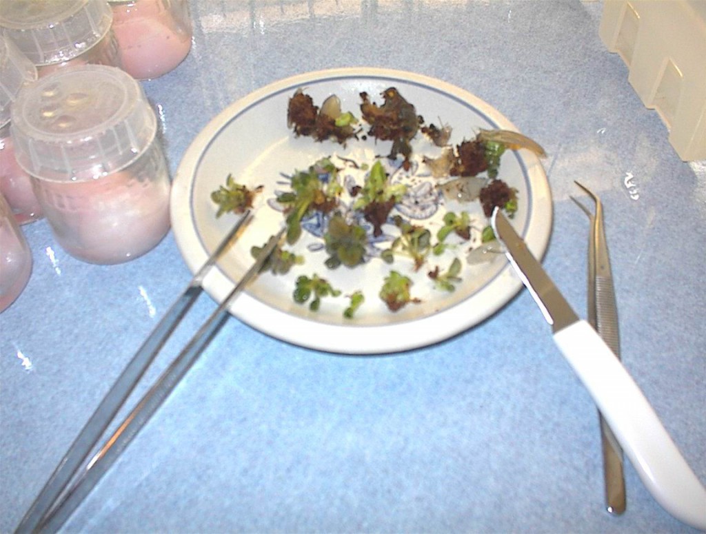 Slideshows – Kitchen Culture Kit, Inc.