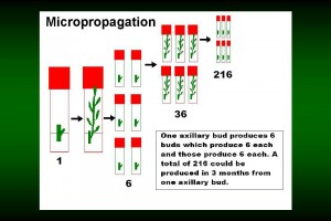 Kitchen Culture Kit, Inc. – Bringing plant tissue culture to the home and classroom since 1998